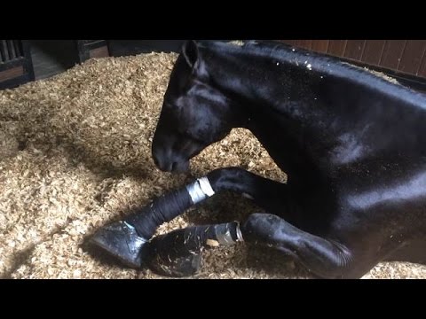 Detailed Undercover Investigation Reveals Tennessee Walking Horse Abuse ...
