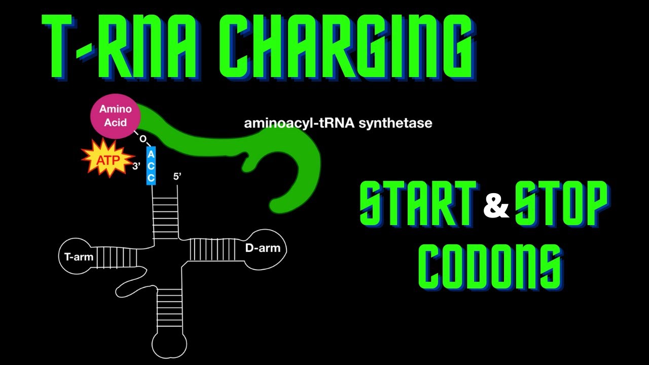 USMLE Step 1 - Lesson 15 - tRNA structure, charging, mRNA start and stop codons