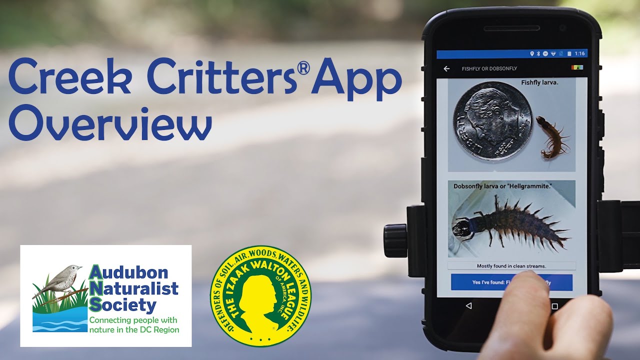 Creek Critters App Overview