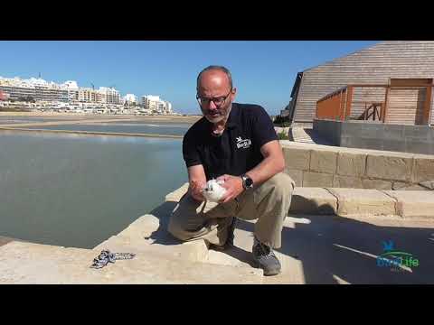 Sick Polish black-headed gull recovered in Malta | Dear Kitty. Some blog