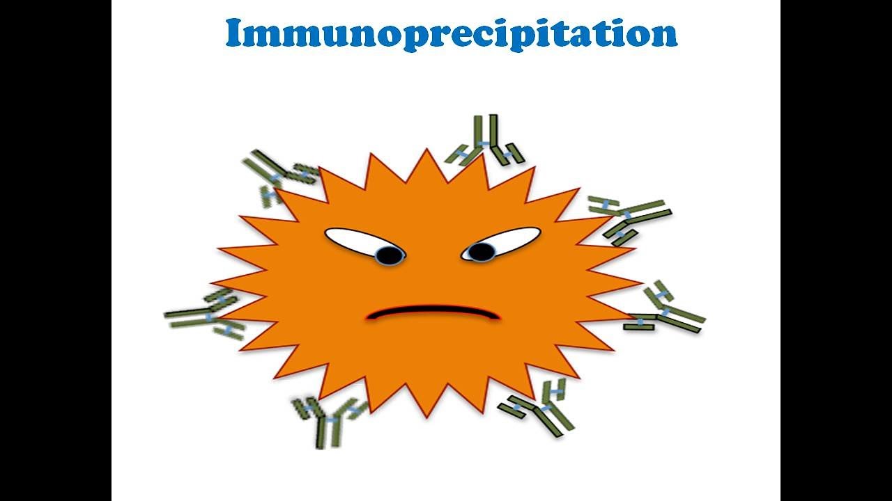 Immunoprecipitation and CoImmunoprecipitation