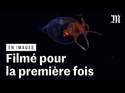 Un calamar colossal filmé pour la première fois dans son habitat naturel