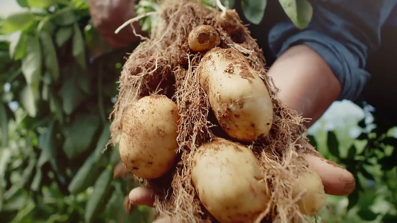 Cavendish Farms - Hand It To Them