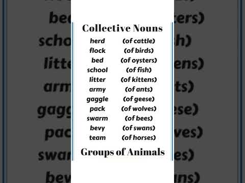 Collective nouns  #englishlearning #englishspeaking #englishvocabulary
