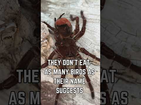 🕷️ Meet the Goliath Birdeater: The World’s Largest Tarantula! 🌍