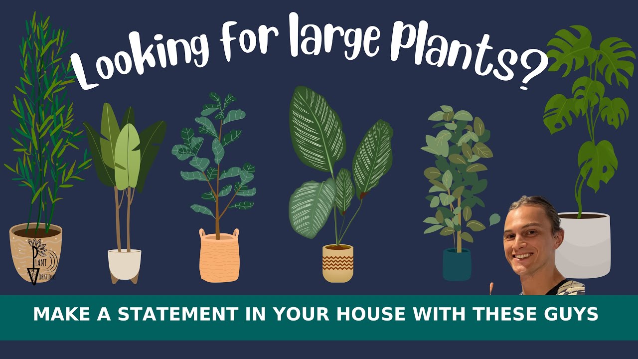 12 Best LARGE HOUSEPLANTS to Grow - Low Maintenance Indoor Plants