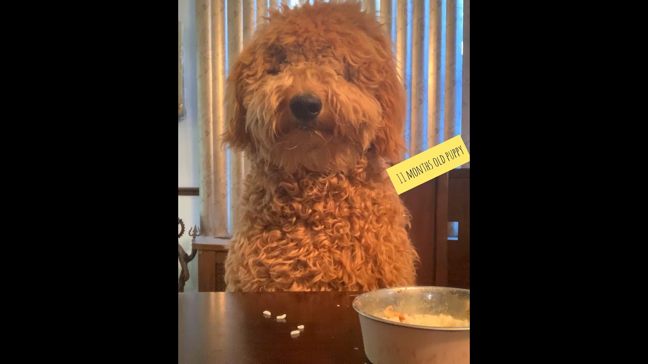 Funny Goldendoodle Videos : F1 Goldendoodle 2019