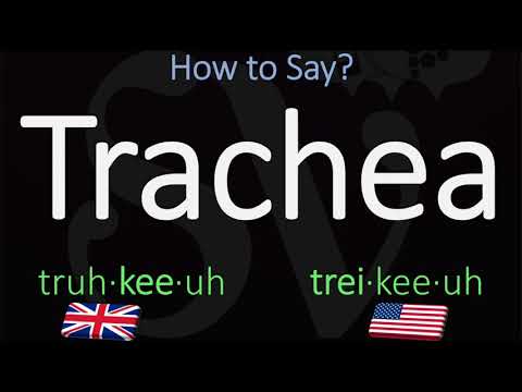 How to Pronounce Trachea? British Vs American English Pronunciation
