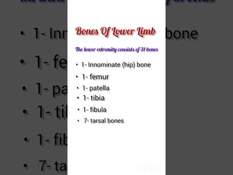 Bones of the Lower Limb – Easy Anatomy Breakdown for Students