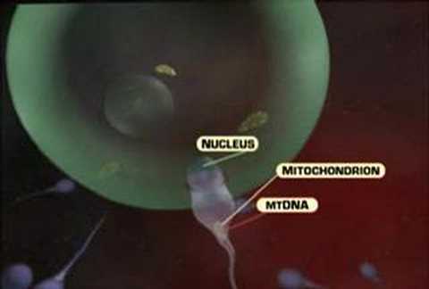 Mitochondrial DNA