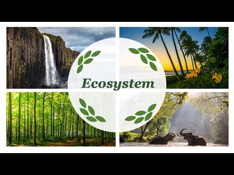 Definition of Ecosystem and importance of Ecosystem