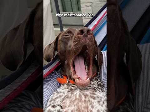 So much for being a hyperactive dog breed #gsp #germanshorthairedpointer #cutedog #birddog #pointer