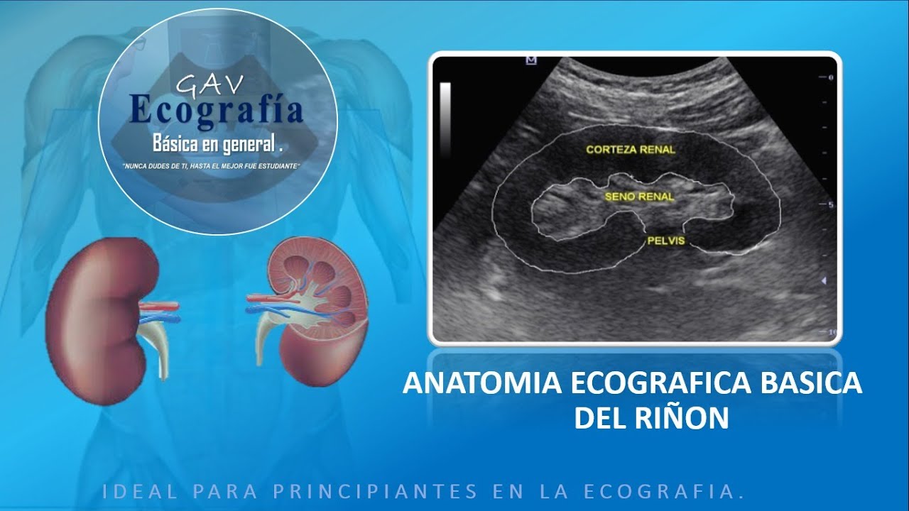 ANATOMIA ECOGRAFICA DEL RIÑON