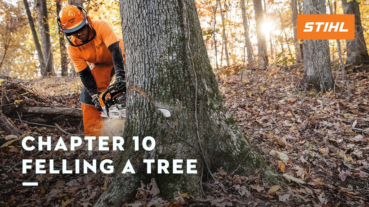 How To Fell A Tree Tree Felling Tips STIHL USA How To Fell A Tree Tree Felling Tips STIHL USA