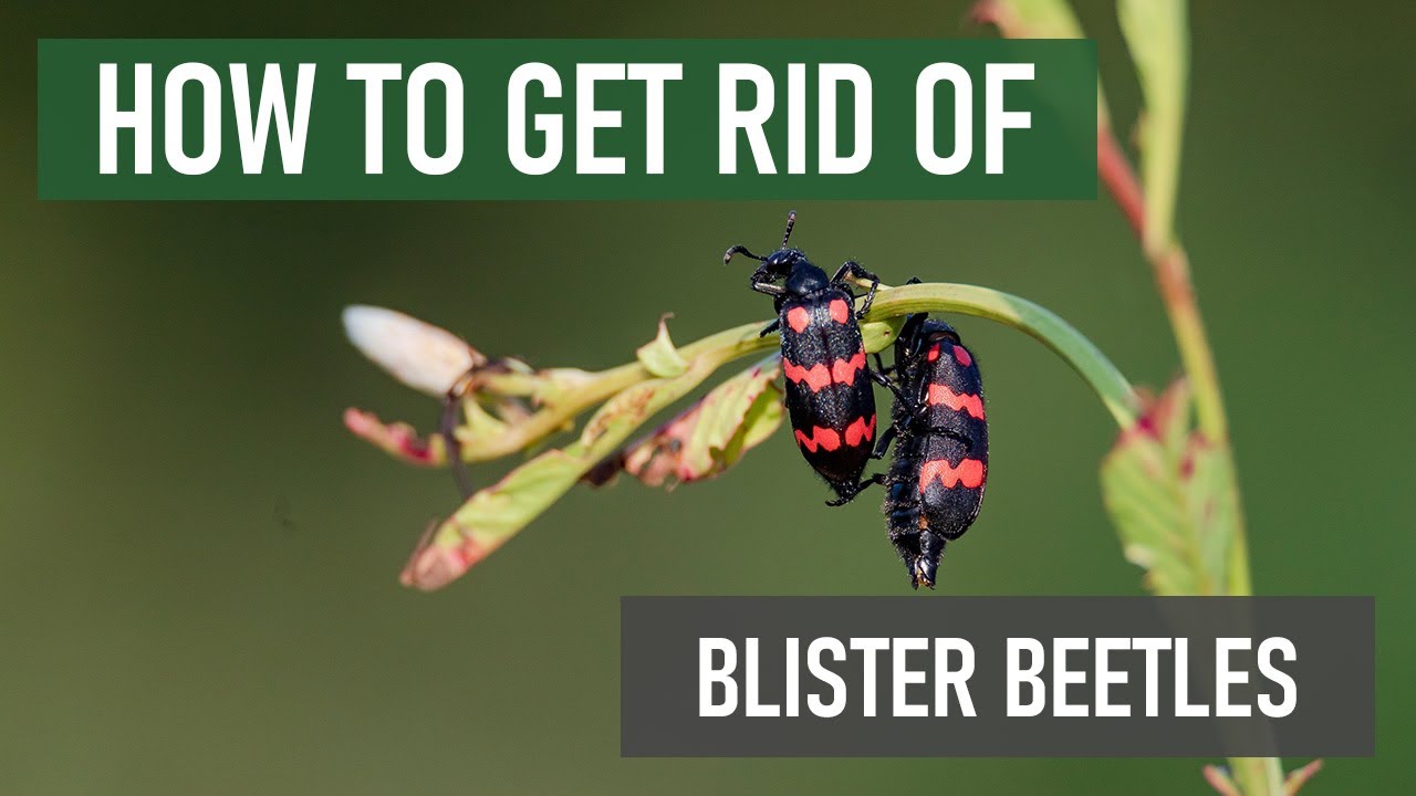 Blister Beetle Blisters