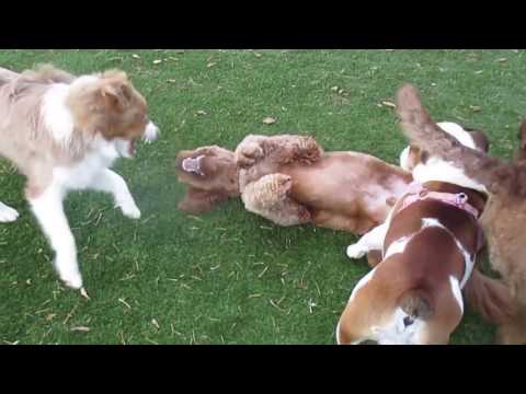 Australian Shepherd and Golden Doodle are Besties!