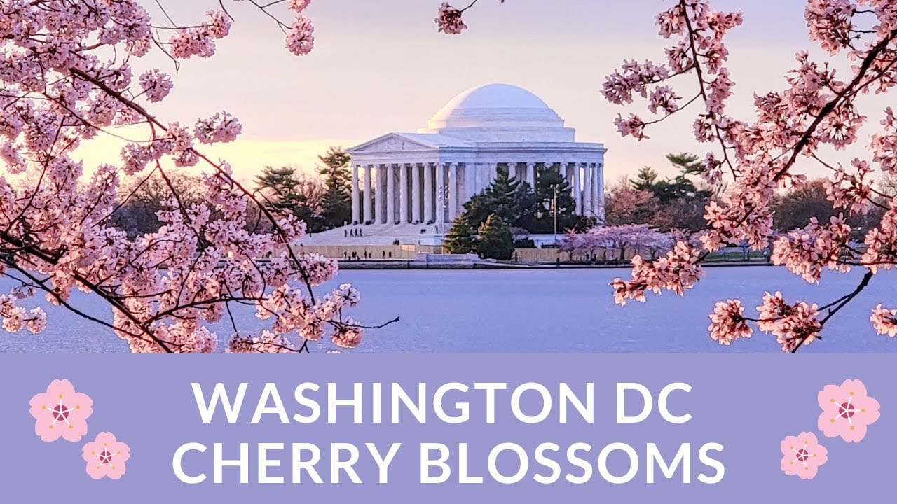 5 Tips for Visiting the Washington DC CHERRY BLOSSOM FESTIVAL!