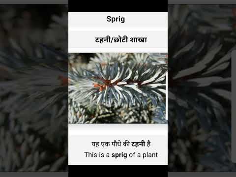today's vocabulary #sprig #meaning of sprig #shorts🌳🍁👍