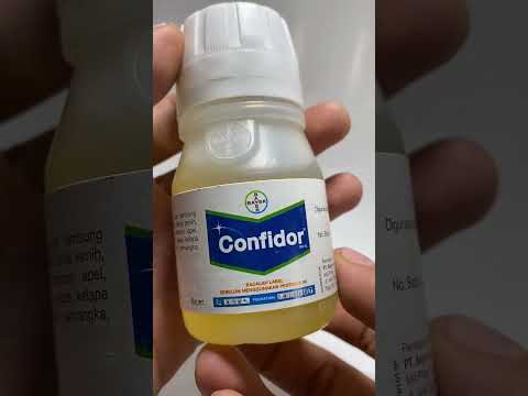 Andalan Petani Atasi Kutu dan Wereng π€π€ CONFIDOR 200 SL, Minim Dosis Tapi Ampuh π₯π₯π₯