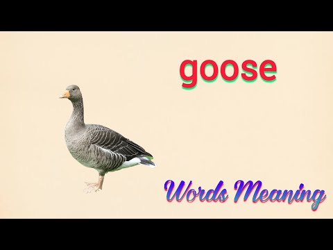 goose meaning in hindi | goose ka matlab kya hota hai | goose means | goose ka arth | spelling