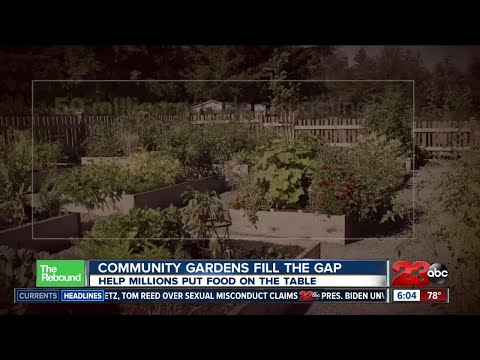 Community gardens are helping millions put food on the table