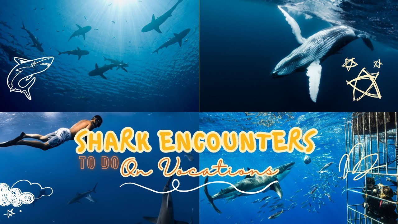 Insane Shark Encounters You Can Do On Vacations