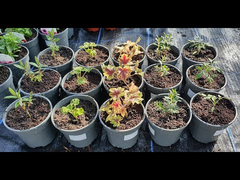 Peat Vs Peat Free Composts - A Simple Side by Side Comparison - Part 1