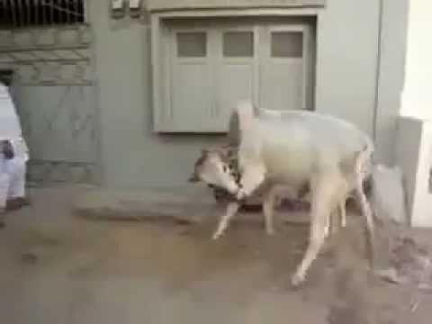 PAKISTAN: Barbaric and inhumane Islamic (halal) cattle slaughter gone ...