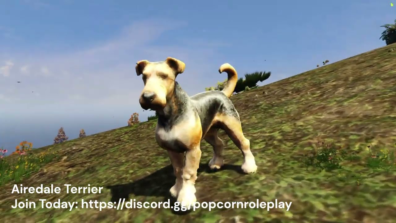 Airedale Terrier   - Popcorn RP