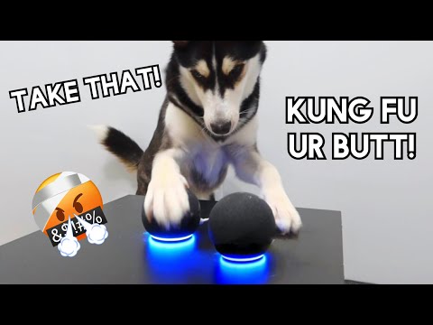 HUSKY Reacts to TWO ALEXA'S! (SHE BEATS THEM UP)
