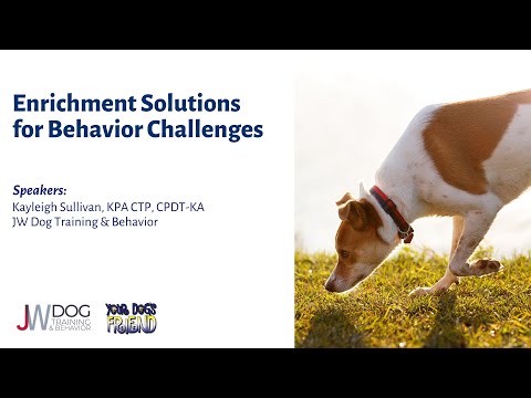 Simple Enrichment Solutions for Problem Behaviors