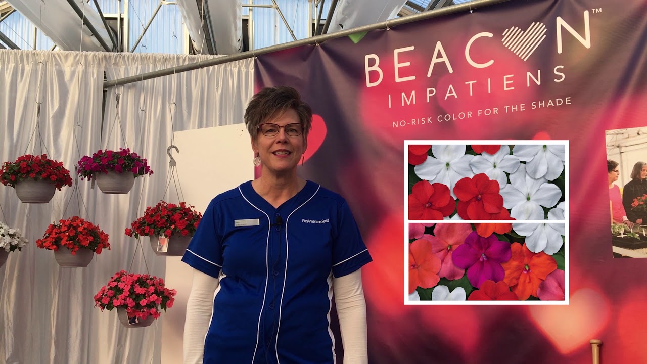 Beacon Impatiens from PanAmerican Seed