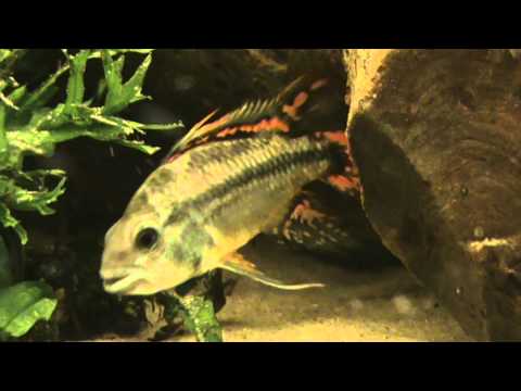 XL Apistogramma Cacatuoides (Cockatoo Cichlid) for sale at Tyne Valley Aquatics
