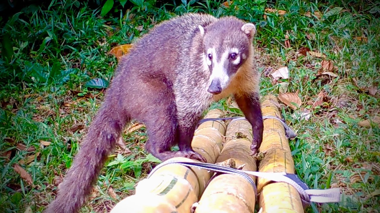 Bizarre Coati Behavior Caught on Camera – Uses Tayra Scat to Self-Anoint