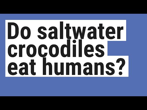 Do saltwater crocodiles eat humans?