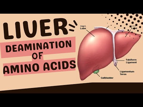 The Role of the Liver in Excretion Video Lecture - Biology for GCSE ...