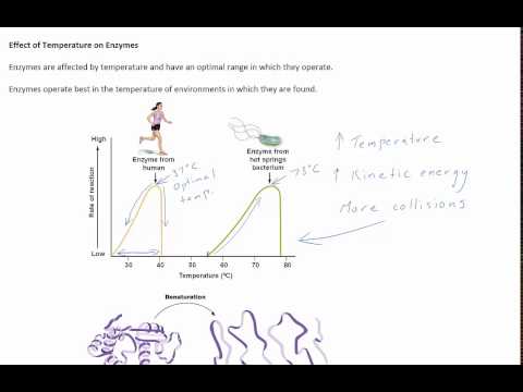 Factors that affect enzymes temp pH