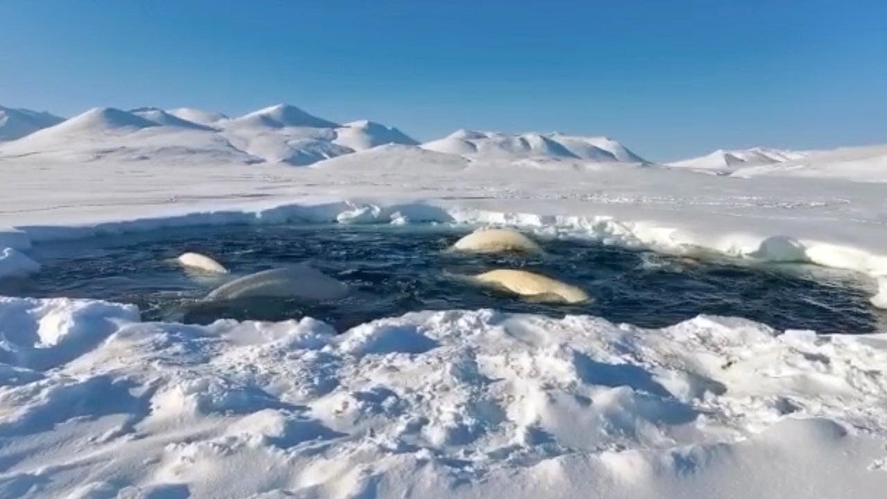 Prachtig verhaal over Baluga walvissen gevangen in arctisch zeeijs ...