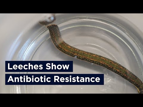 Leeches Show That Even Tiny Levels of Antibiotics Cause Resistance | UConn