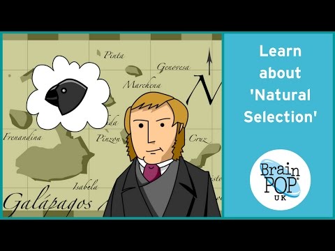 BrainPOP UK - Natural Selection