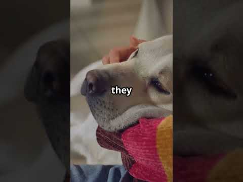 5 Amazing Facts About Dogs!
