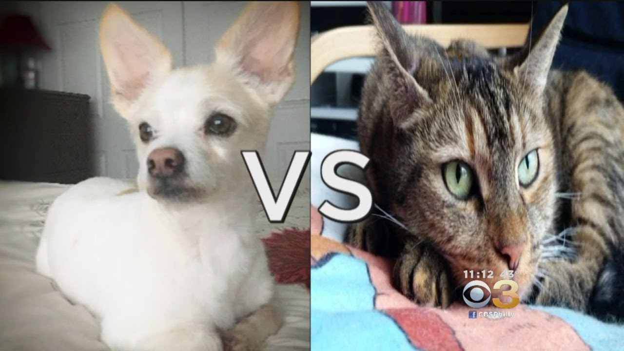 New Study Finds Dogs Are Smarter Than Cats