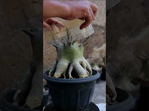 House plants. Adenium arabicum. Desert rose. Bonsai. Obesum. Flower.