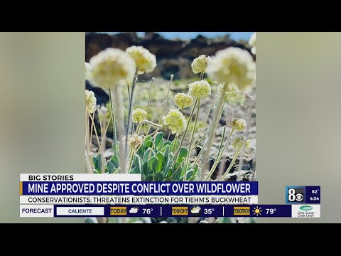 Nevada lithium mine OK'd despite conflict over rare wildflower