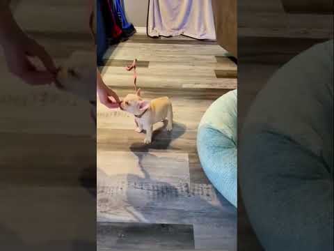 How To Get Your Dog To listen #howto #dogtraining #advice #frenchbulldog #shorts