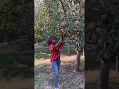 Apple Garden in kashmir #apple #kashmir