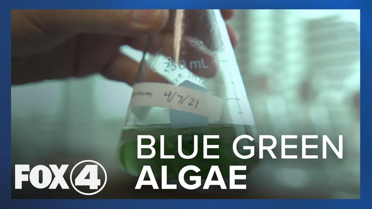Lake Okeechobee Blue-Green Algae Outbreak Forecasted in Coming Months