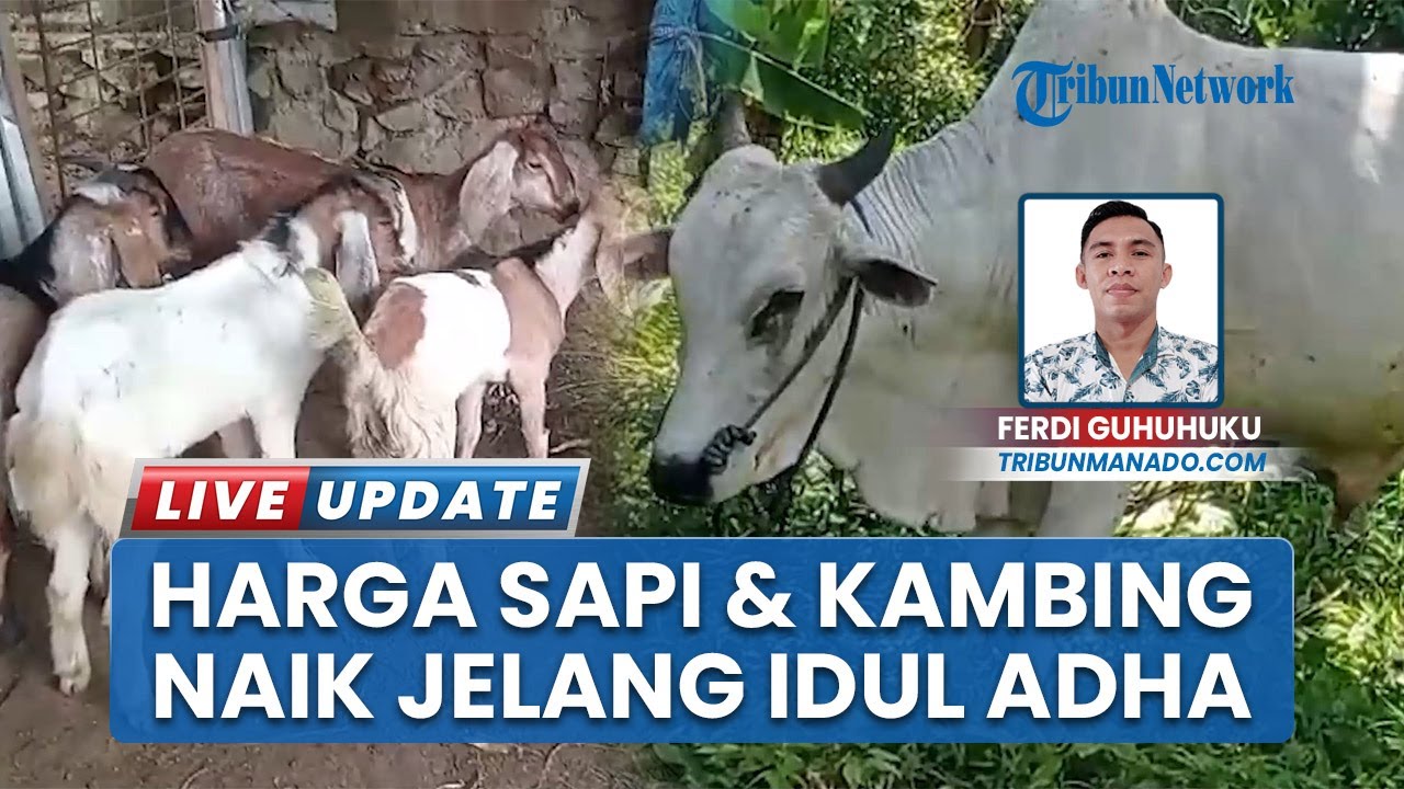 Harga Sapi dan Kambing di Manado Naik Jelang Idul Adha 2025, Minat Belanja Masyarakat Masih ...