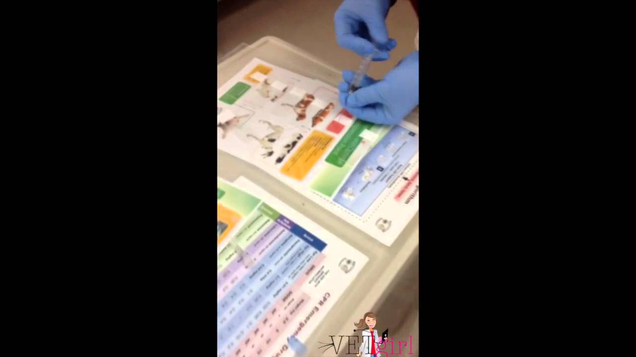 How to aspirate a prescapular lymph node in a dog | VETgirl Veterinary CE Videos