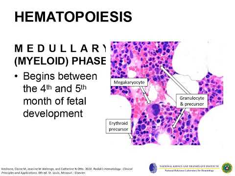MATURATION, FUNCTION & NORMAL MORPHOLOGY OF WBC DR CARBONELL